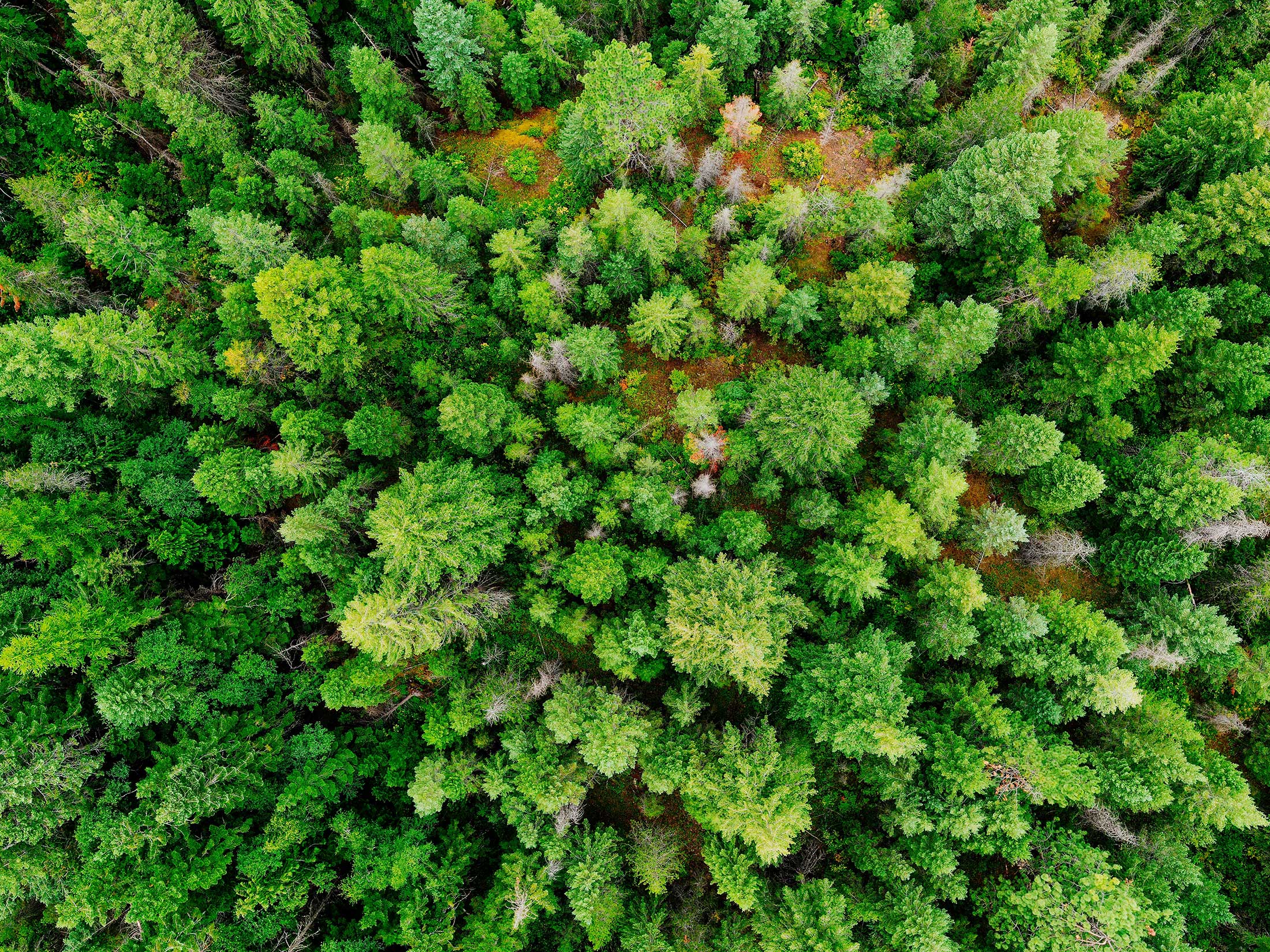 The Green Organisation - The Green Organisation
