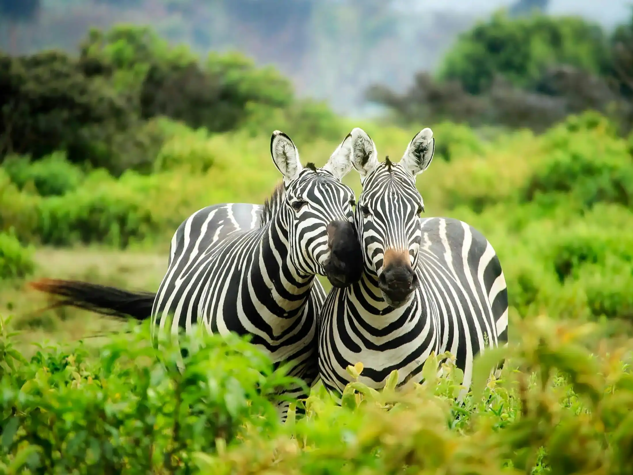 Wildlife numbers fall by 73% in 50 years, global stocktake finds - The ...